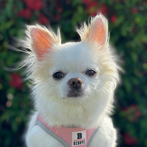 나와 닮은 반려견 찾기 | 한국일보